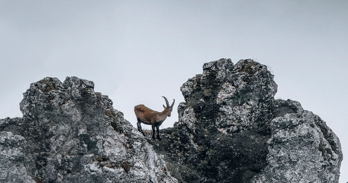 The Ultrarunning Issue | Polar Global