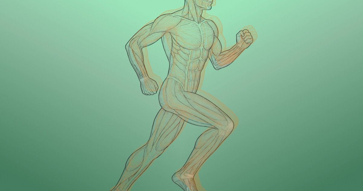 Anatomy of a Runner | Polar Global